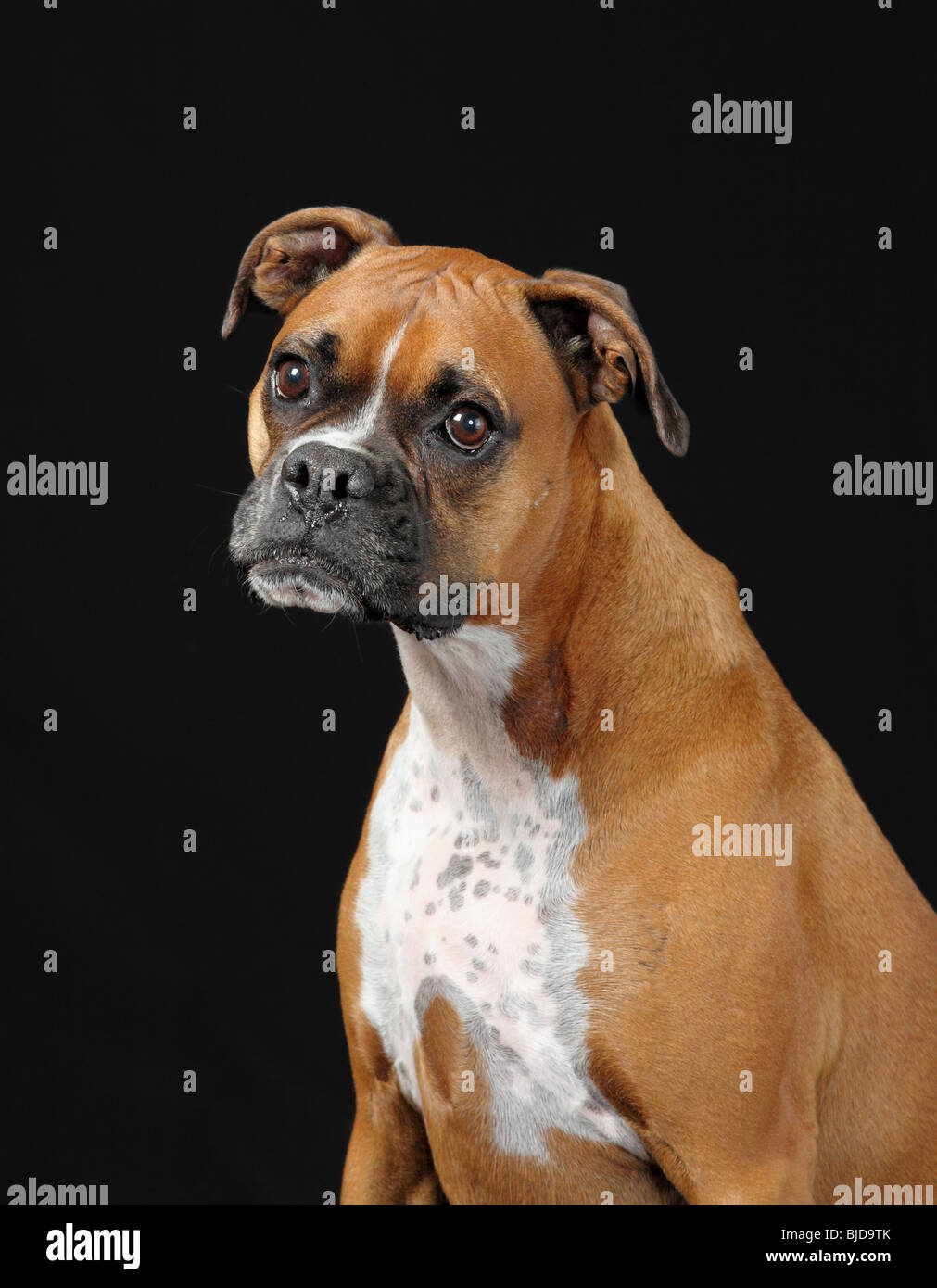 Cute female boxer dog hi-res stock photography and images - Alamy