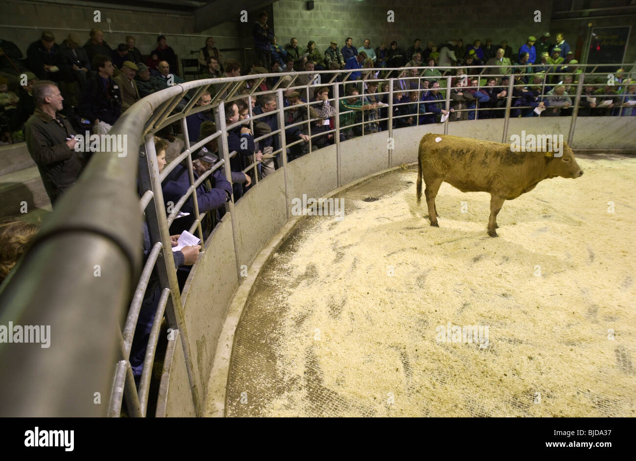Cattle auction at the UK's first organic stock sale which was held at ...