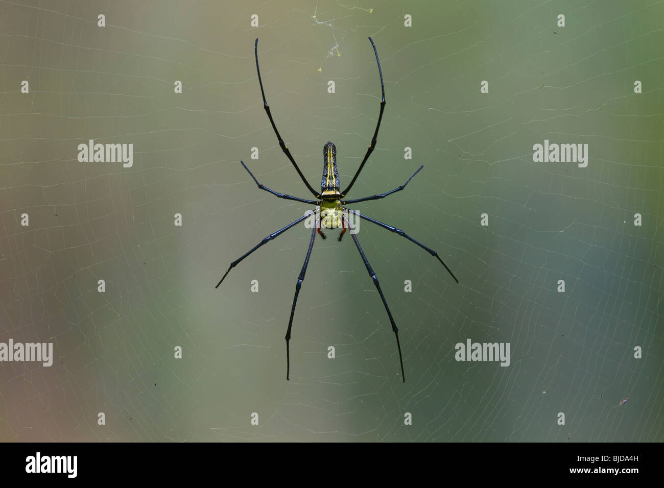 Nephila pilipes hi-res stock photography and images - Alamy