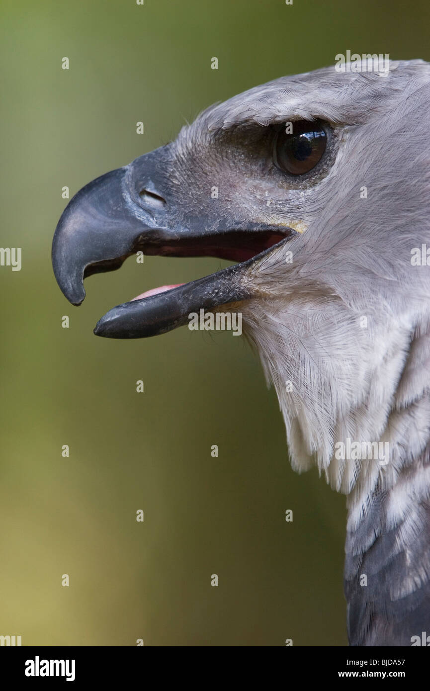 Harpy Eagle Head
