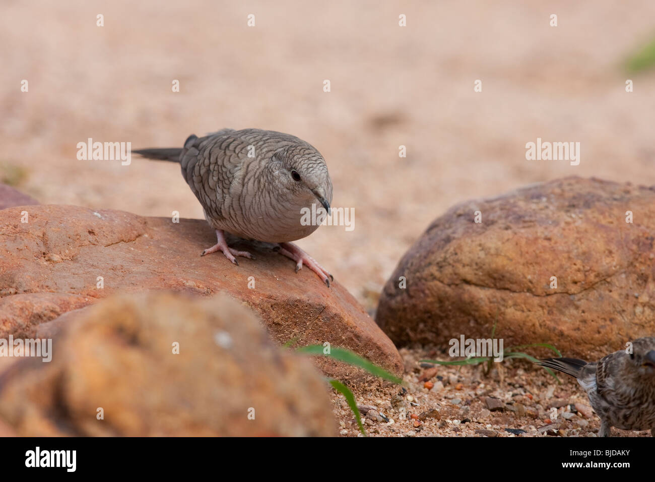 Inca Dove (Columbina inca Stock Photo - Alamy