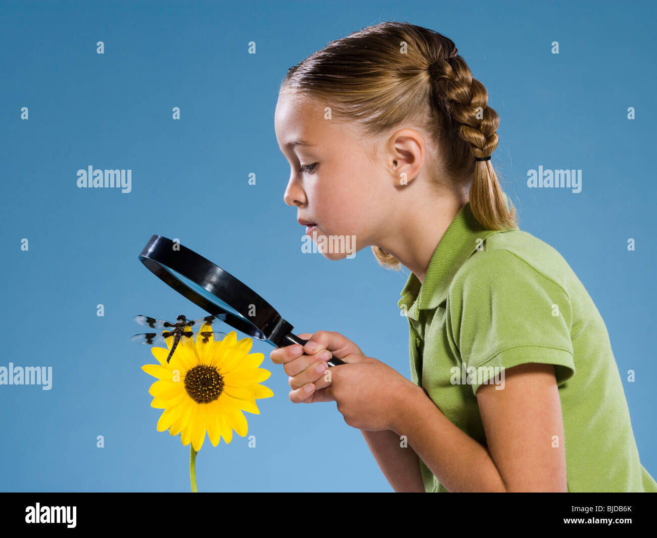 How to find this flower hi-res stock photography and images - Alamy