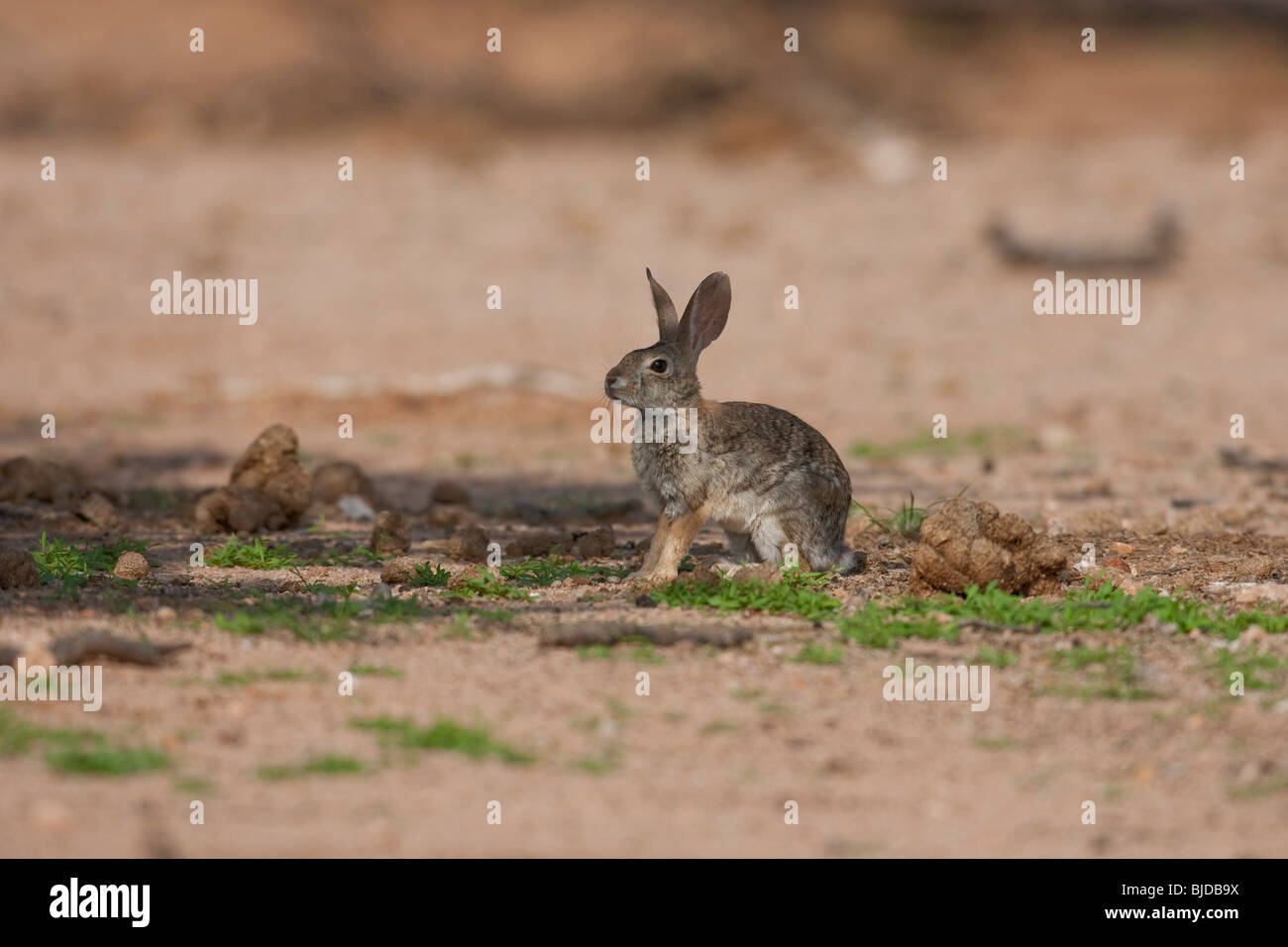 Desert Cottontail Rabbit (Sylvilagus auduboni Stock Photo - Alamy