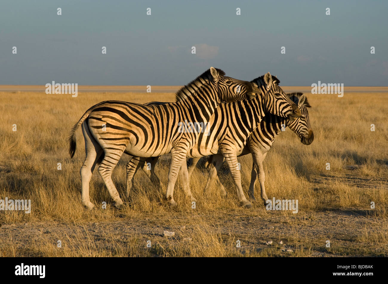 Zebra playing hi-res stock photography and images - Alamy