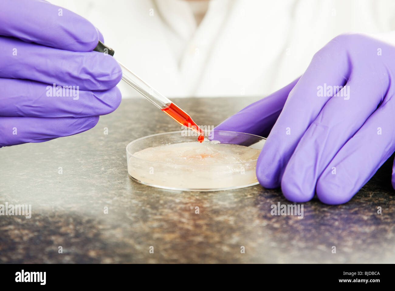 Scientist preparing a culture in a petri dish Stock Photo - Alamy