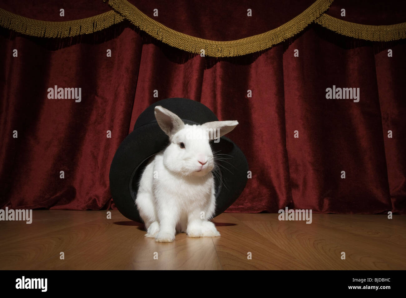 Pulling rabbit out of hat hi-res stock photography and images - Alamy