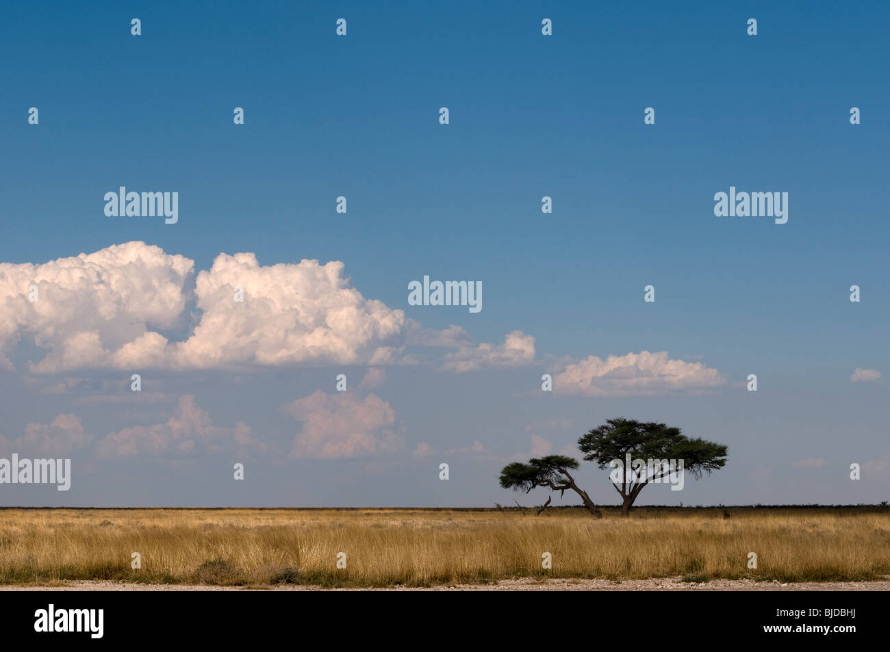 African Savanna Landscape Stock Photo - Alamy