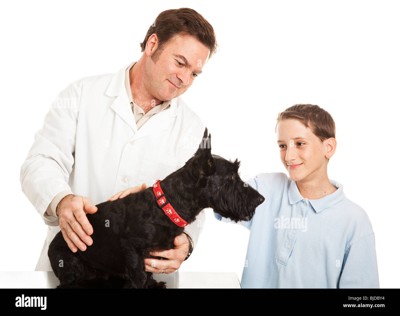 Veterinarian takes care of dog hi-res stock photography and images - Alamy