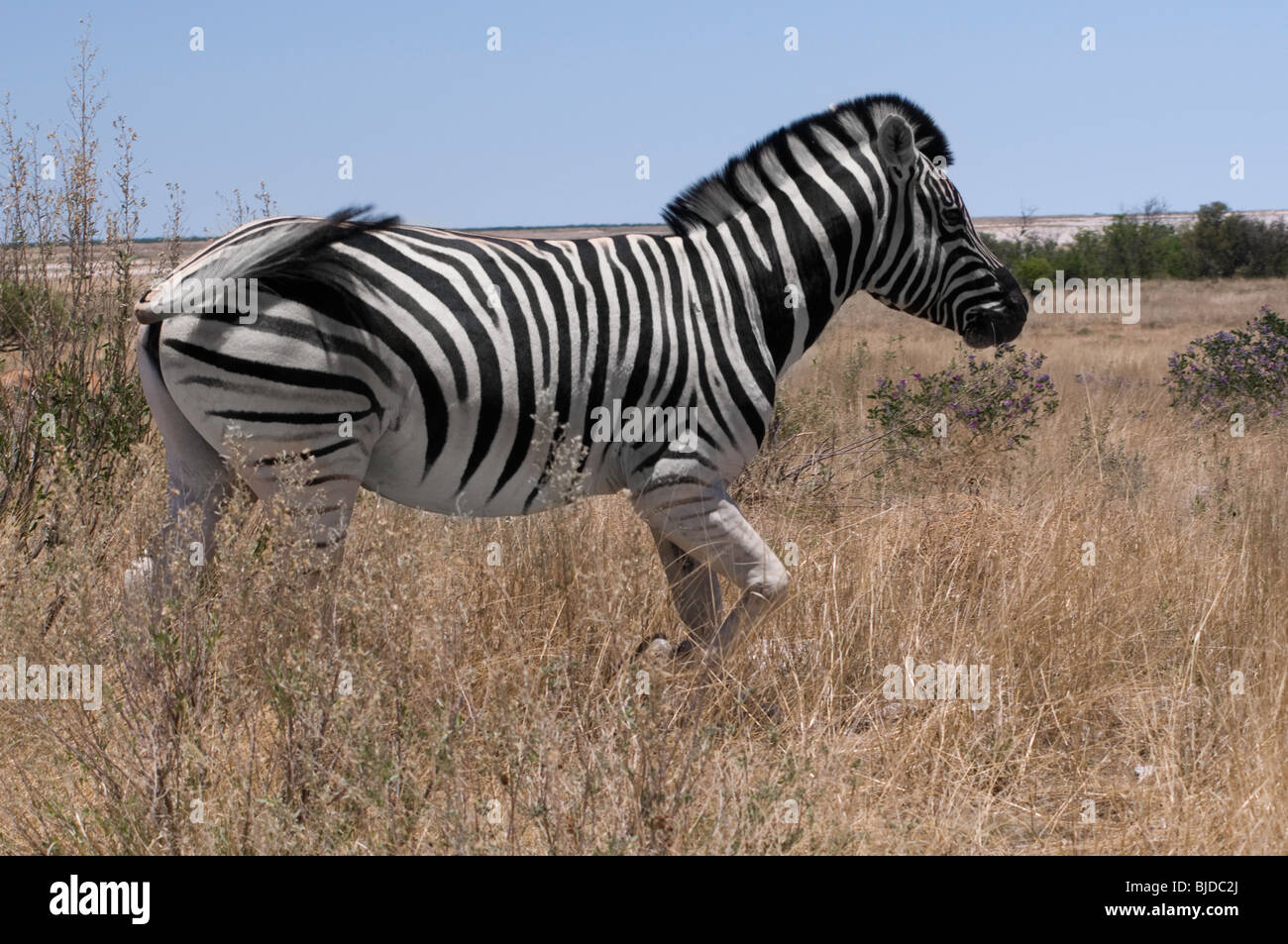 Zebra Galloping High Resolution Stock Photography and Images - Alamy