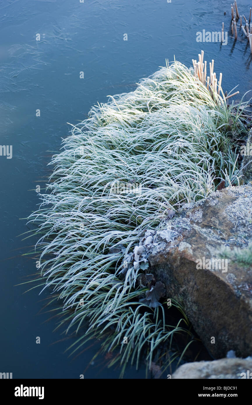 Frost covered grasses bordering frozen garden pond Stock Photo - Alamy