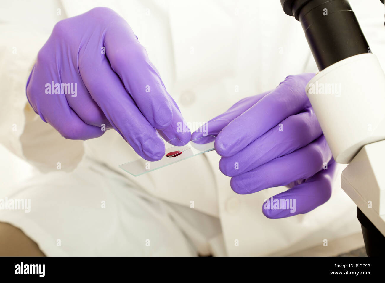 Medical researcher preparing a slide with a sample of blood Stock Photo ...