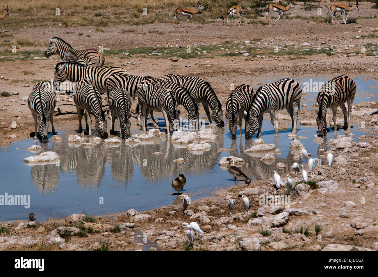 Springboks waterhole in etosha hi-res stock photography and images - Alamy