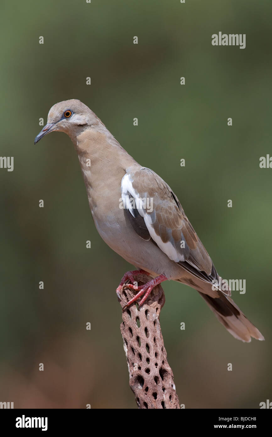 White Winged Dove Zenaida Asiatica Mearnsi Juvenile Stock Photo Alamy