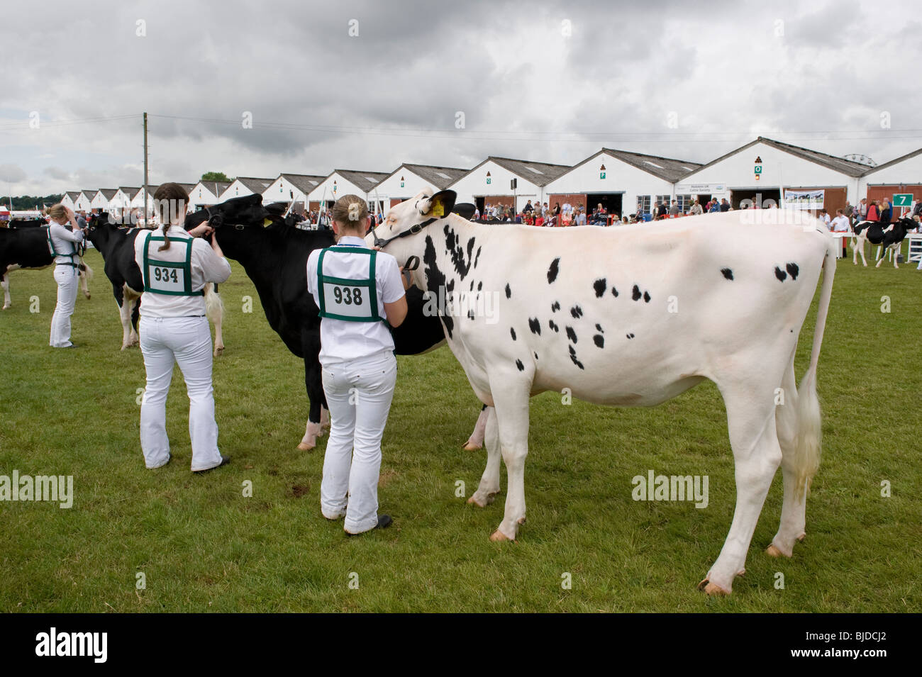 Yorkshire show cow hi-res stock photography and images - Alamy