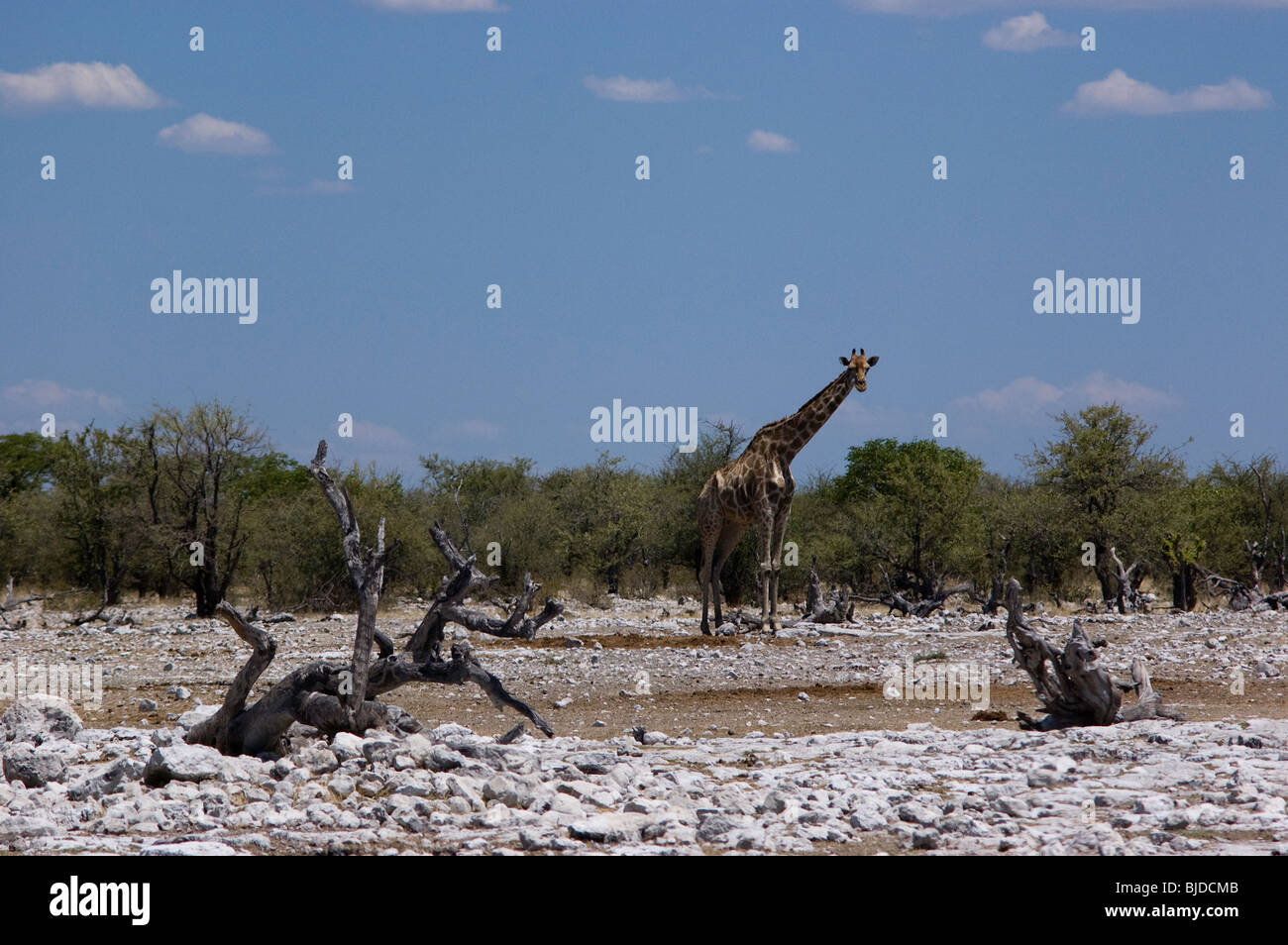 Giraffe standing tall hi-res stock photography and images - Alamy