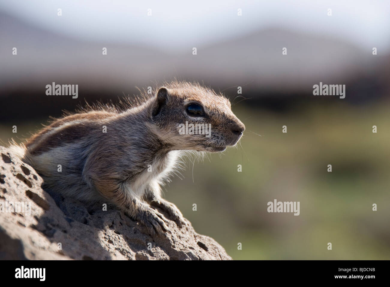 Fuerteventura squirrel hi-res stock photography and images - Alamy