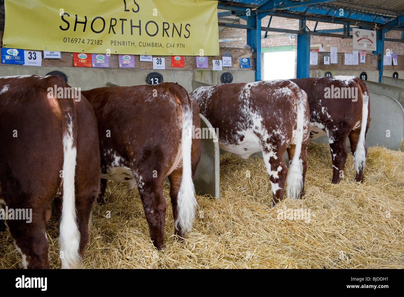 Shorthorn Show Cattle