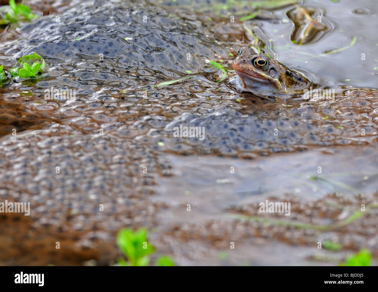 Common Frog. Rana temporaria. Frog spawn Stock Photo - Alamy