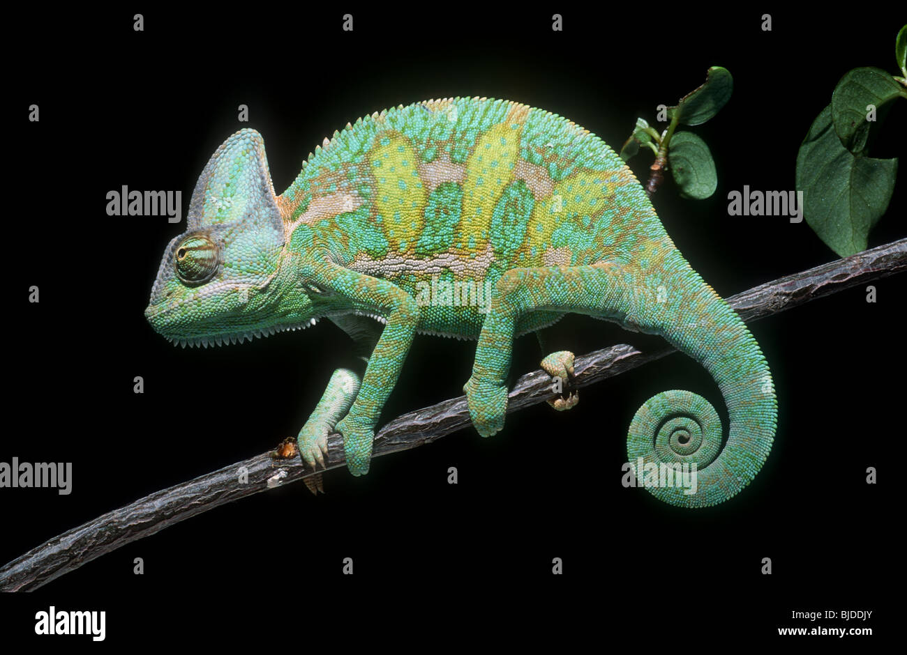 Yemen chameleons hi-res stock photography and images - Alamy