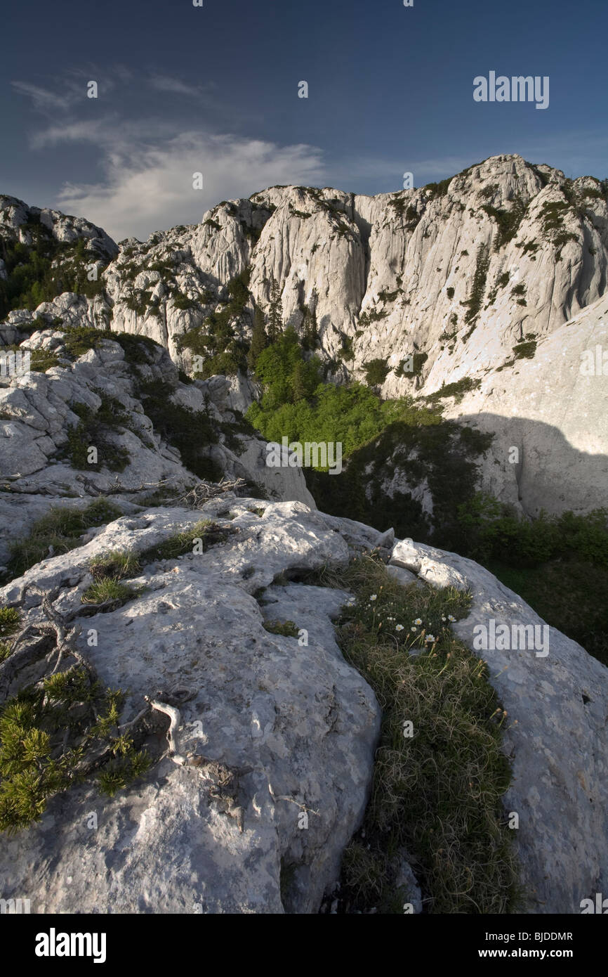 Pine clad mountains hi-res stock photography and images - Alamy
