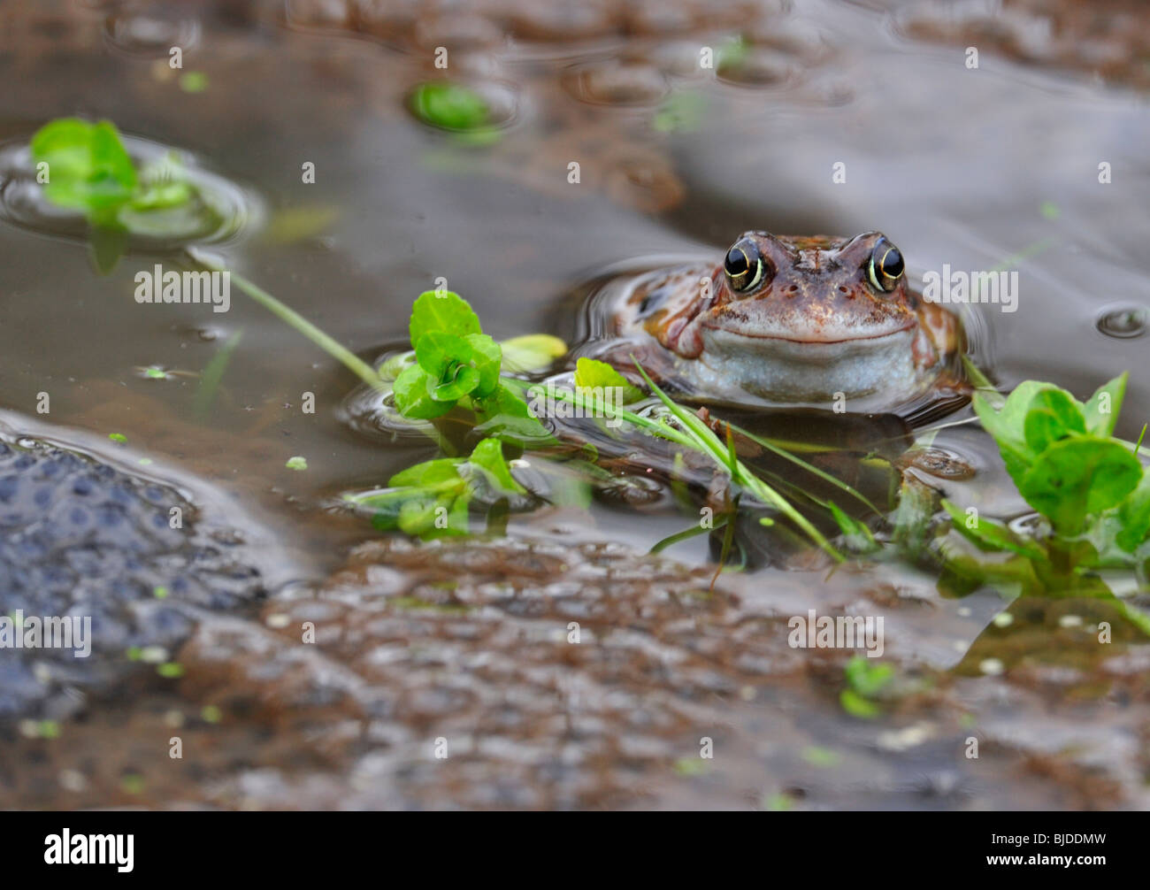 Common Frog. Rana temporaria. Frog spawn Stock Photo - Alamy