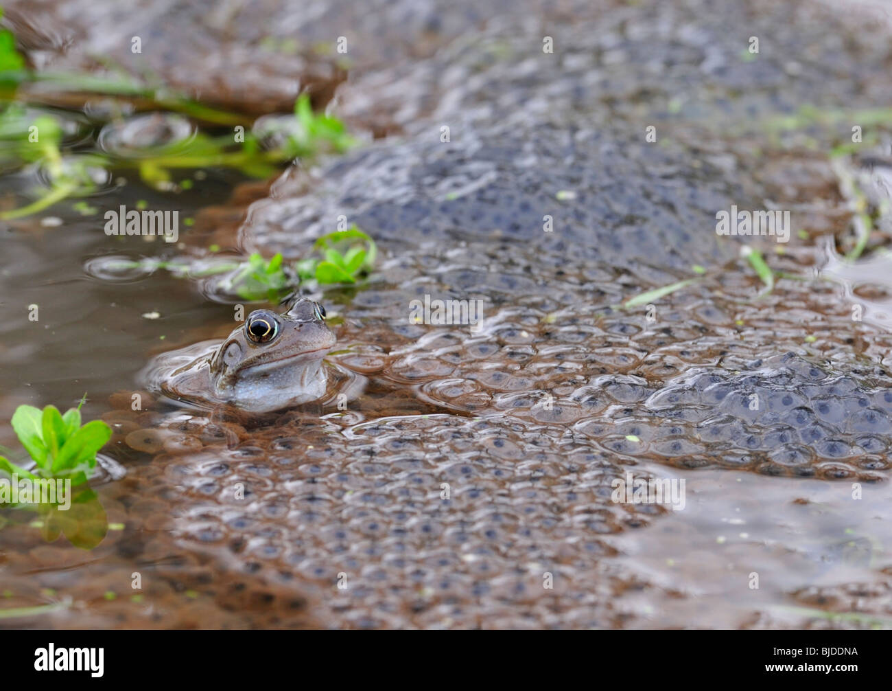 Common Frog. Rana temporaria. Frog spawn Stock Photo - Alamy