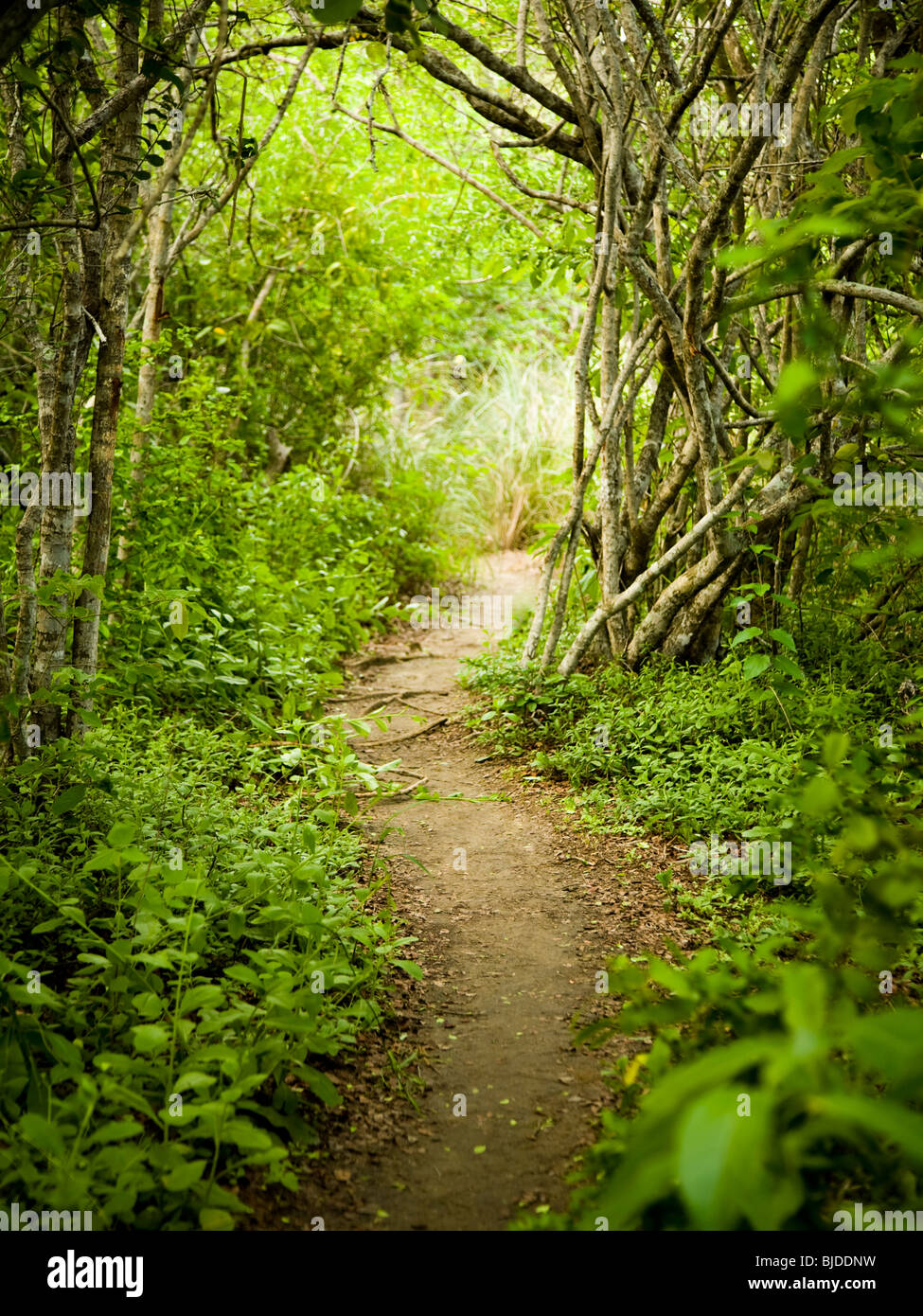 Path through the rainforest Stock Photo - Alamy