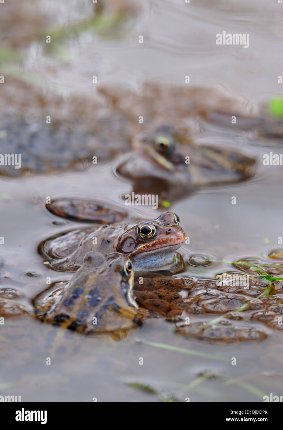 Common Frog. Rana temporaria. Frog spawn Stock Photo - Alamy