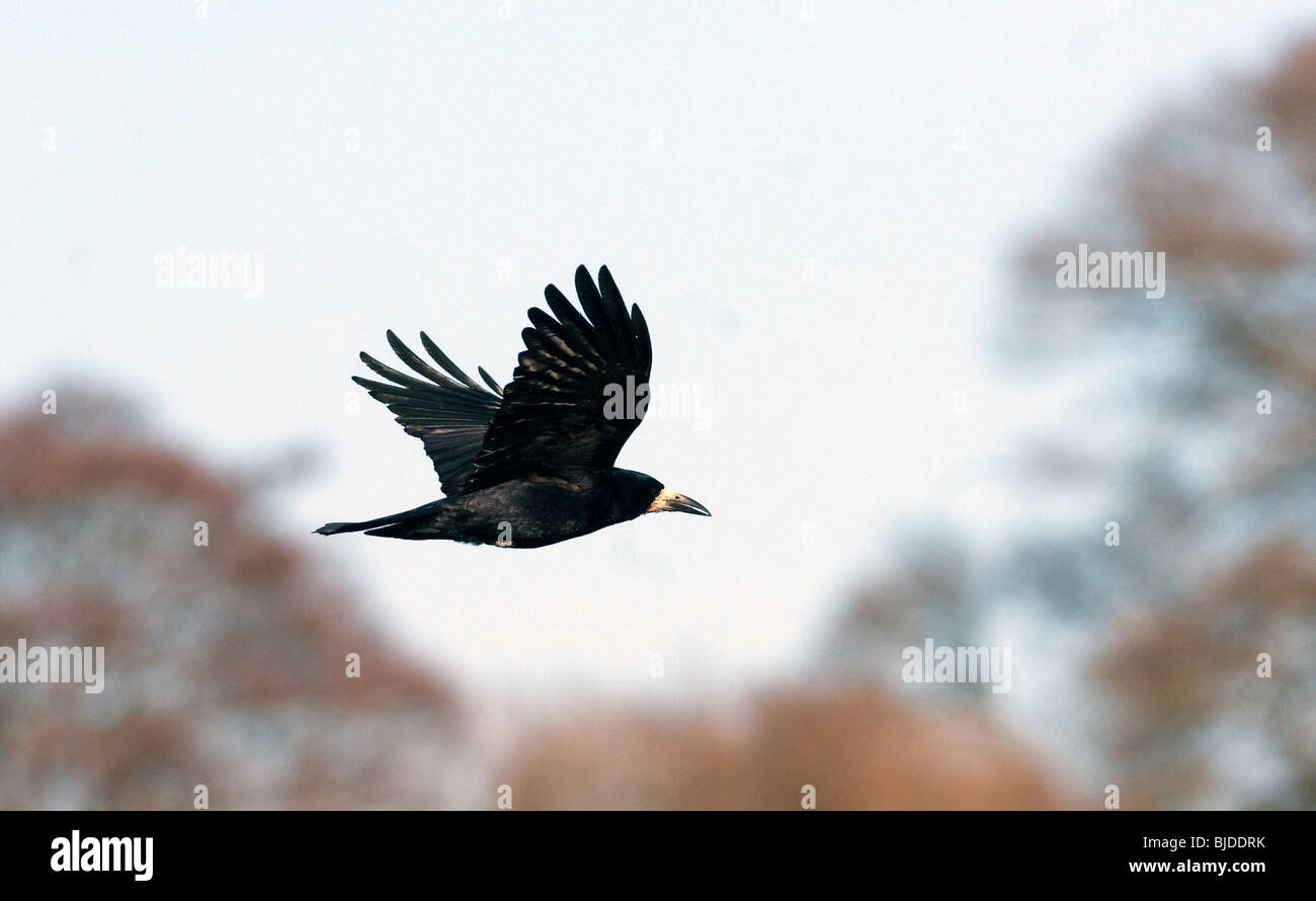 Rook in flight (Corvus frugilegus Stock Photo - Alamy