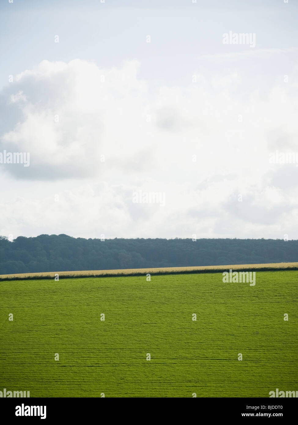 Sunlight over a pasture Stock Photo - Alamy
