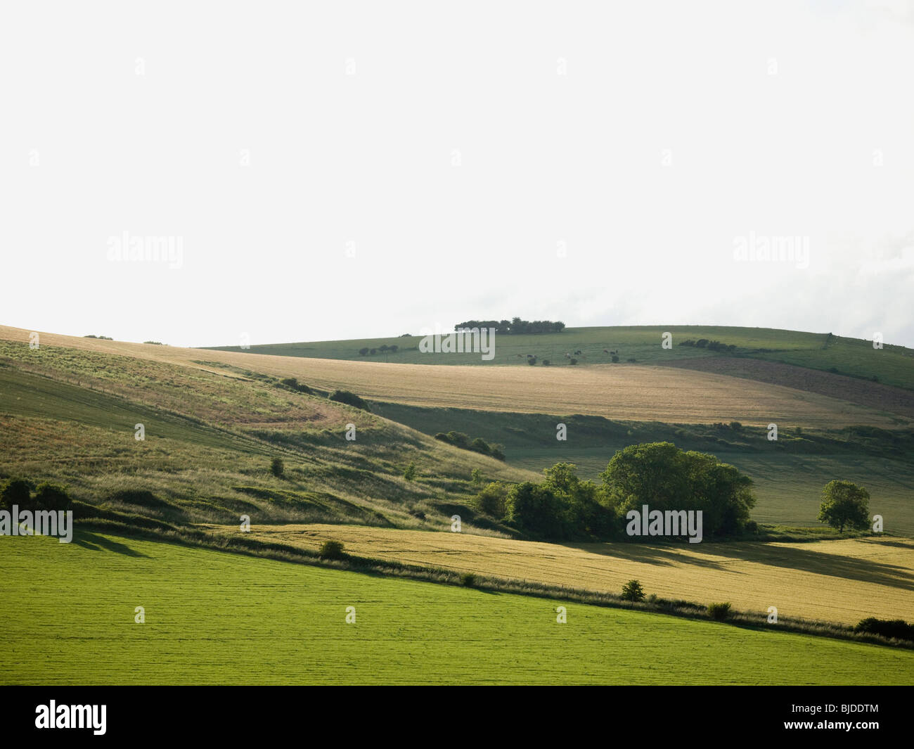 Sunlight over a pasture Stock Photo - Alamy