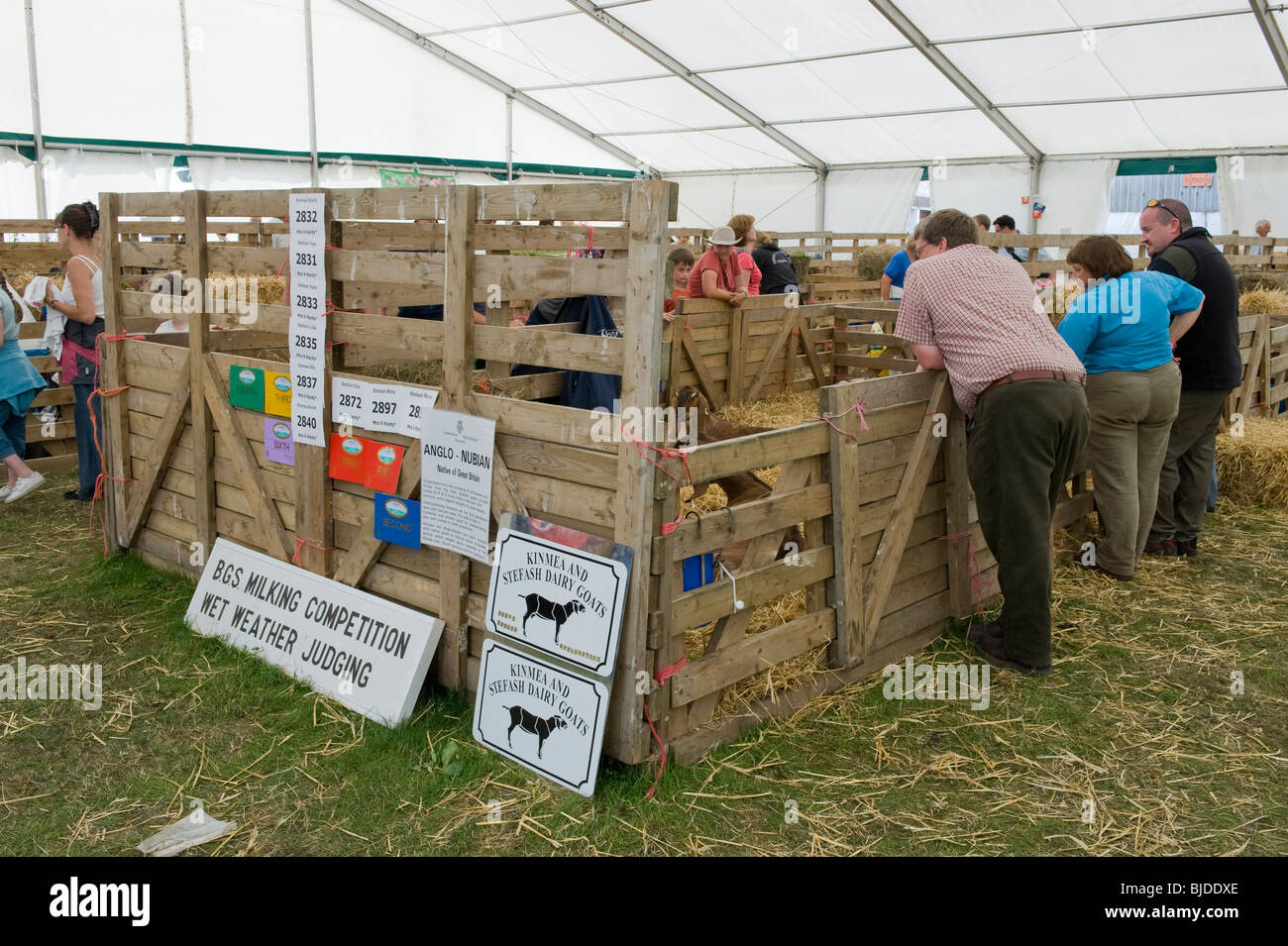 Goat pens at The Great Yorkshire Show, Harrogate Stock Photo - Alamy