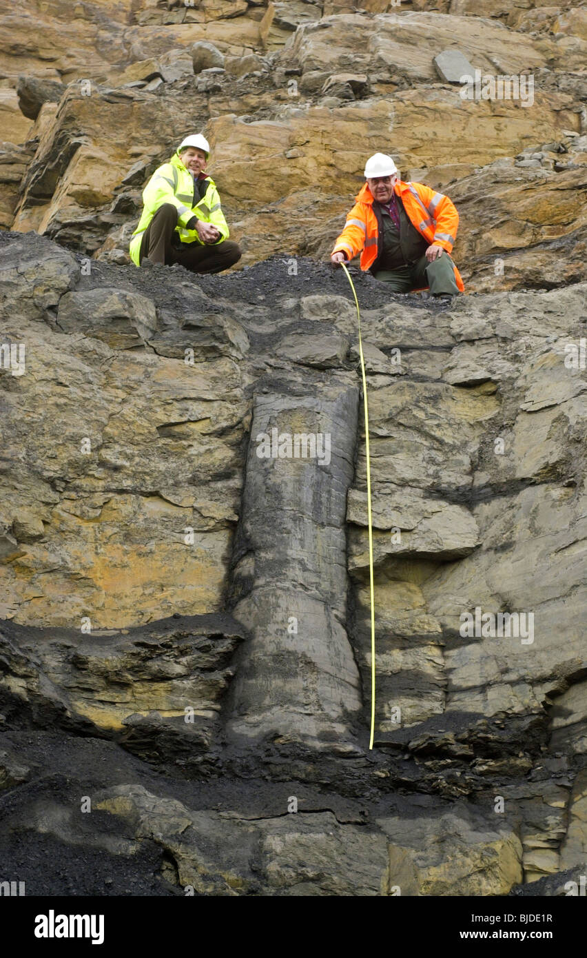 Geologists examine some of the 300 million year old fossilised trees ...