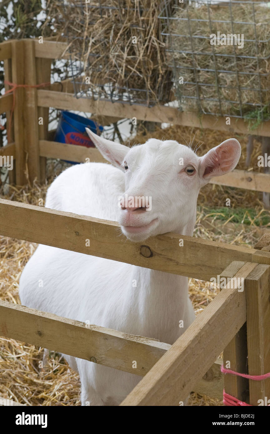 A goat at the Great Yorkshire Show awaits its turn in the show ring ...