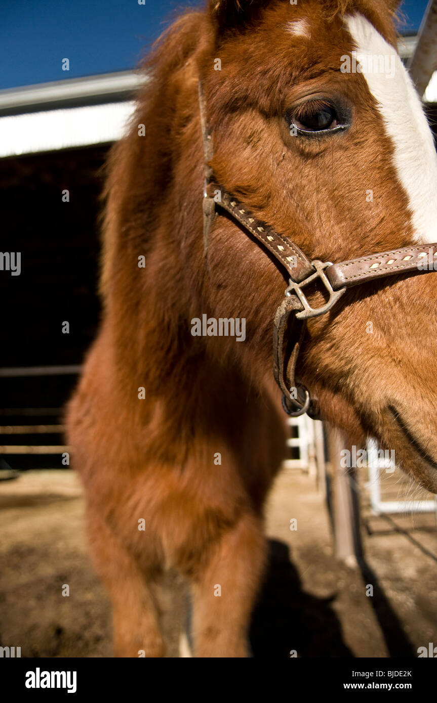 Close up horse wearing bridle hi-res stock photography and images - Alamy