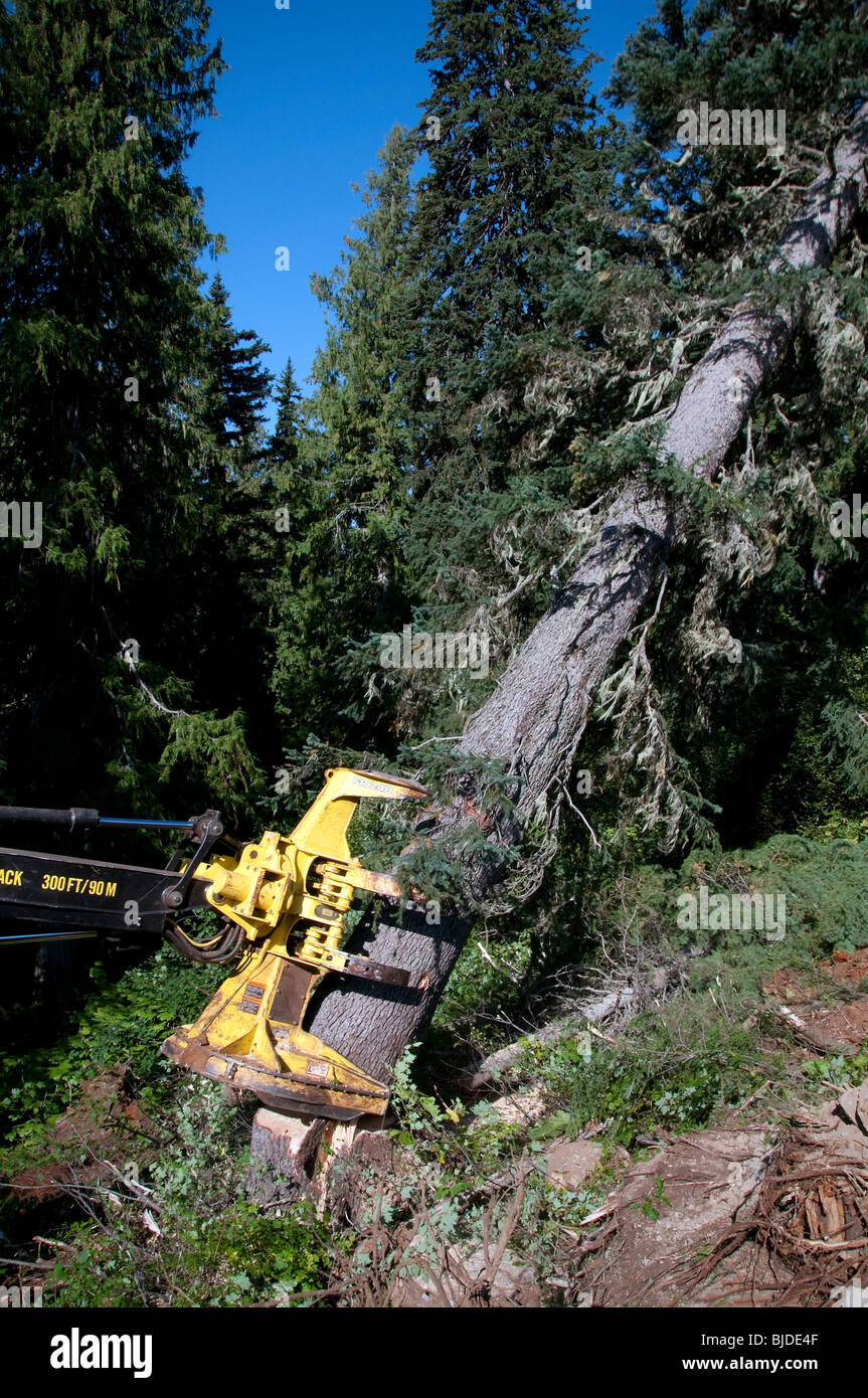 Logging canada cutting hi-res stock photography and images - Alamy