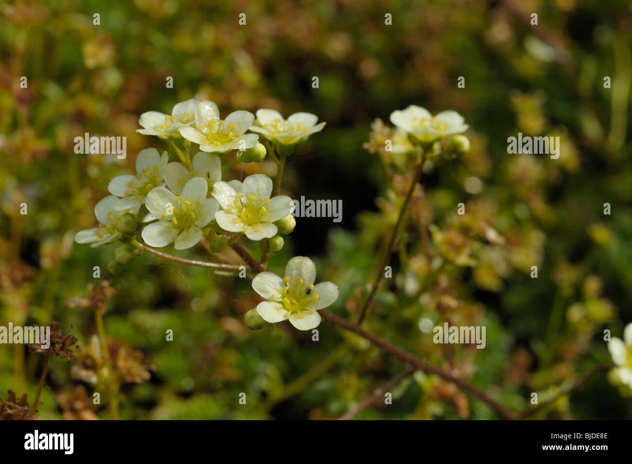 Saxifrage paniculata hi-res stock photography and images - Alamy