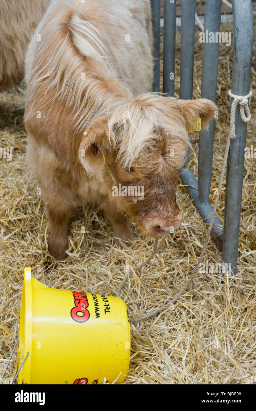 Highland cow in a barn hi-res stock photography and images - Alamy