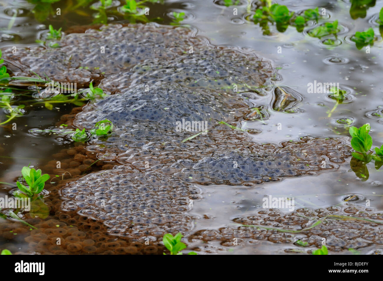Common Frog. Rana temporaria. Frog spawn Stock Photo - Alamy