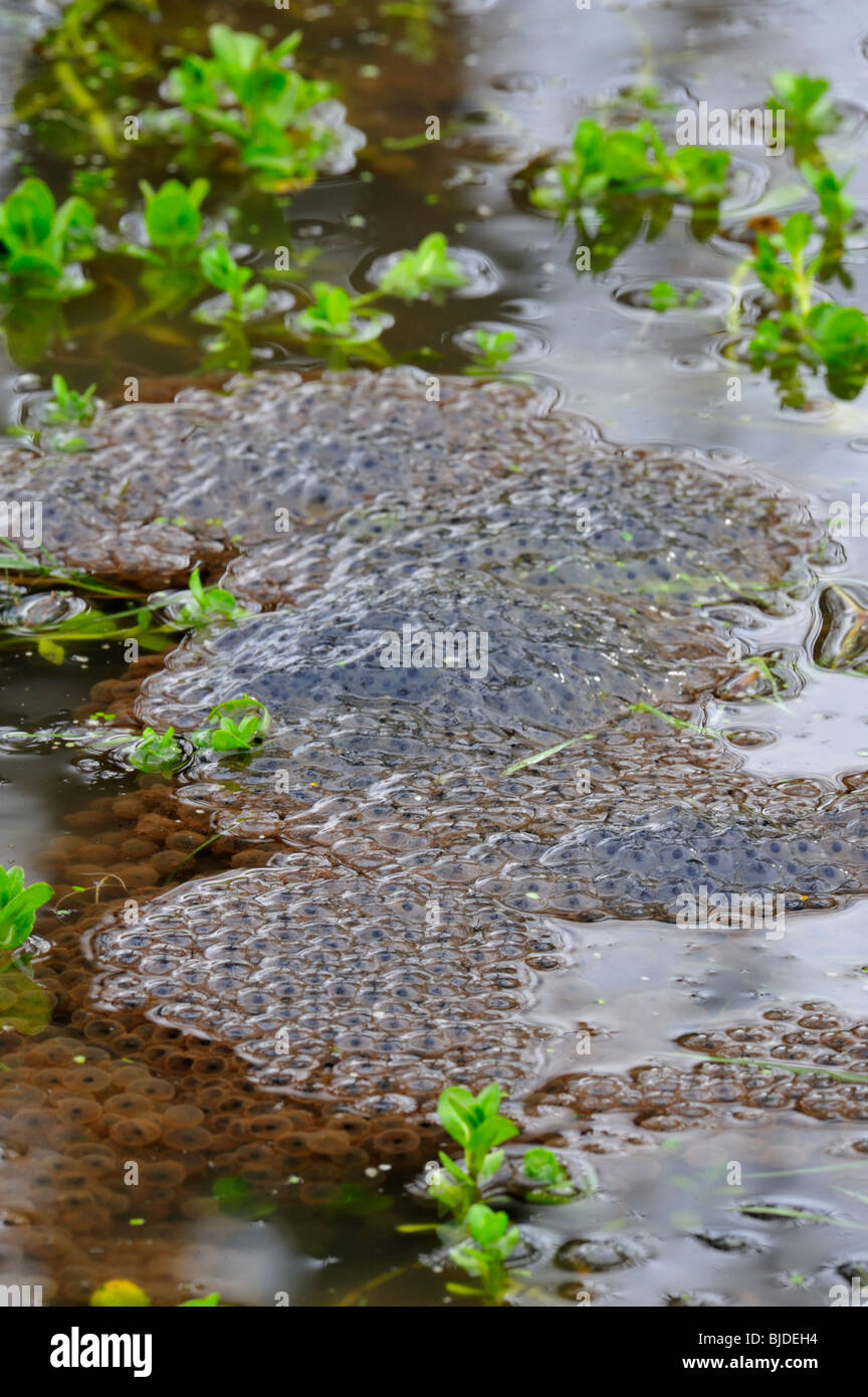 Common Frog. Rana temporaria. Frog spawn Stock Photo - Alamy