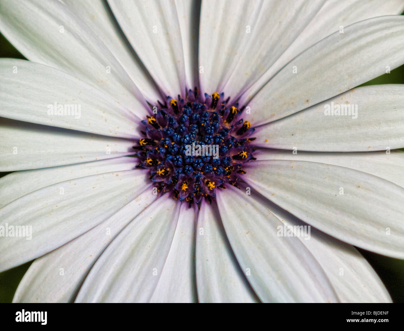 Daisy Flower detail Stock Photo - Alamy