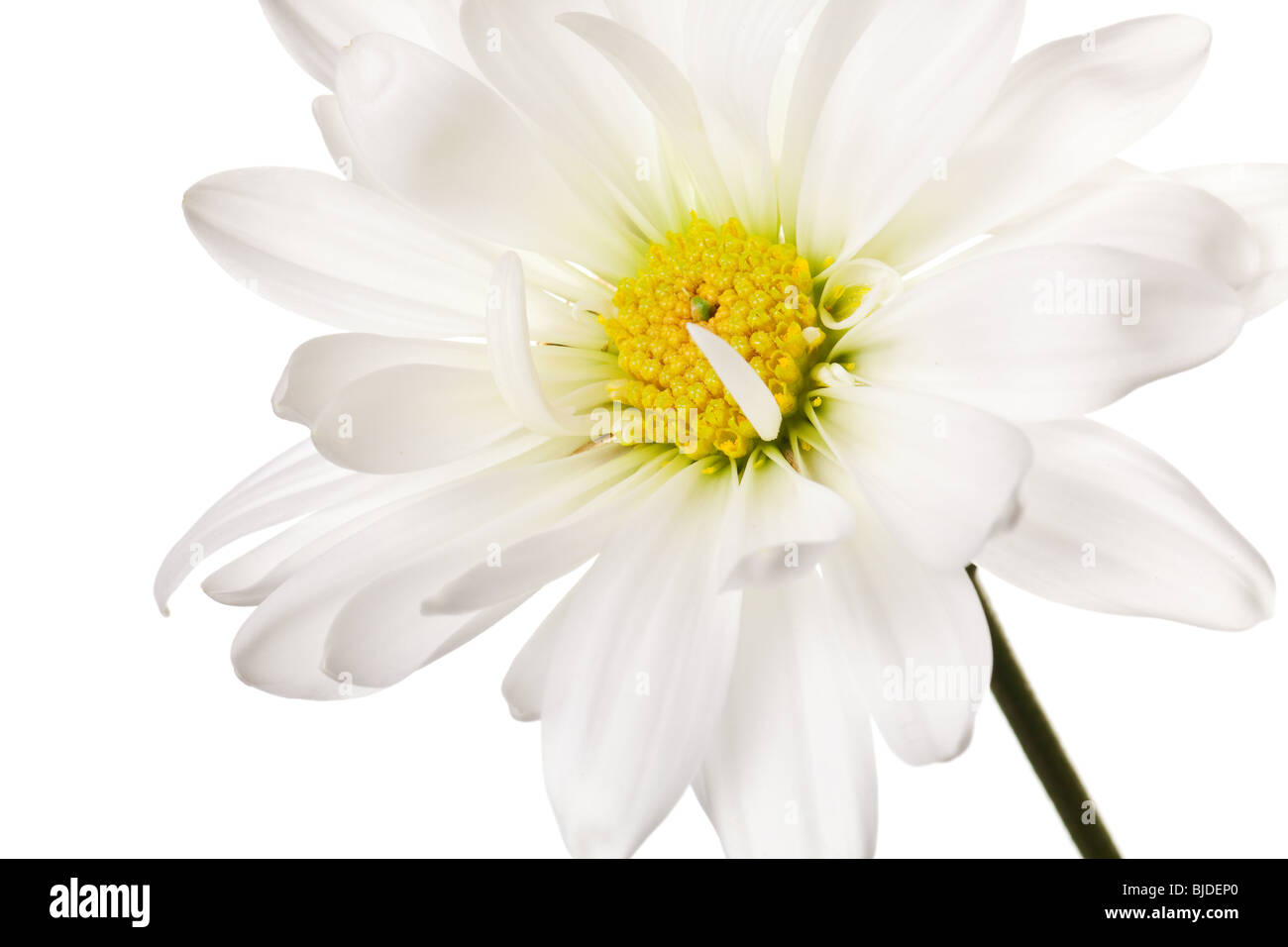 daisy isolated on a pure white background Stock Photo - Alamy