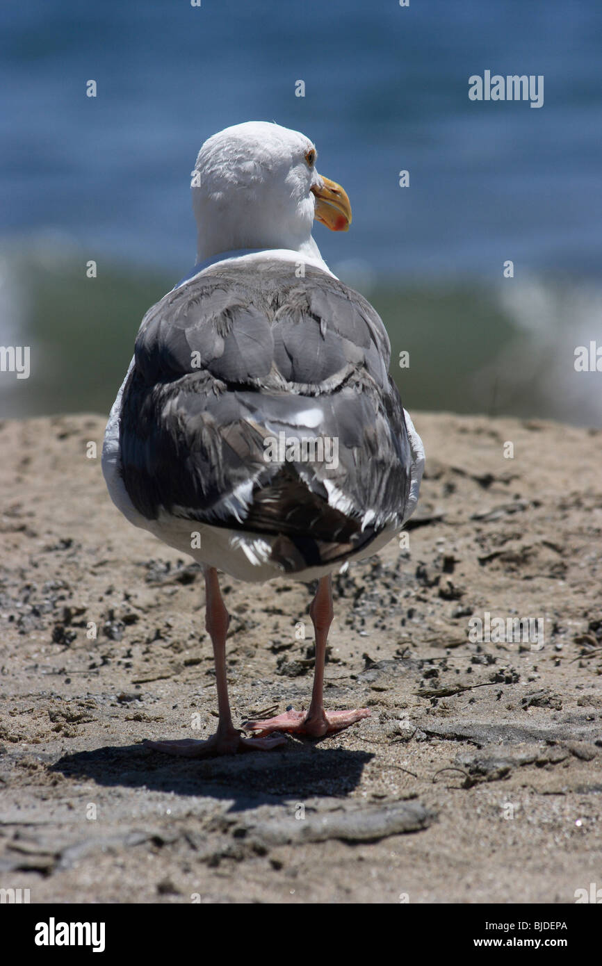 Seagull on a beach Stock Photo - Alamy