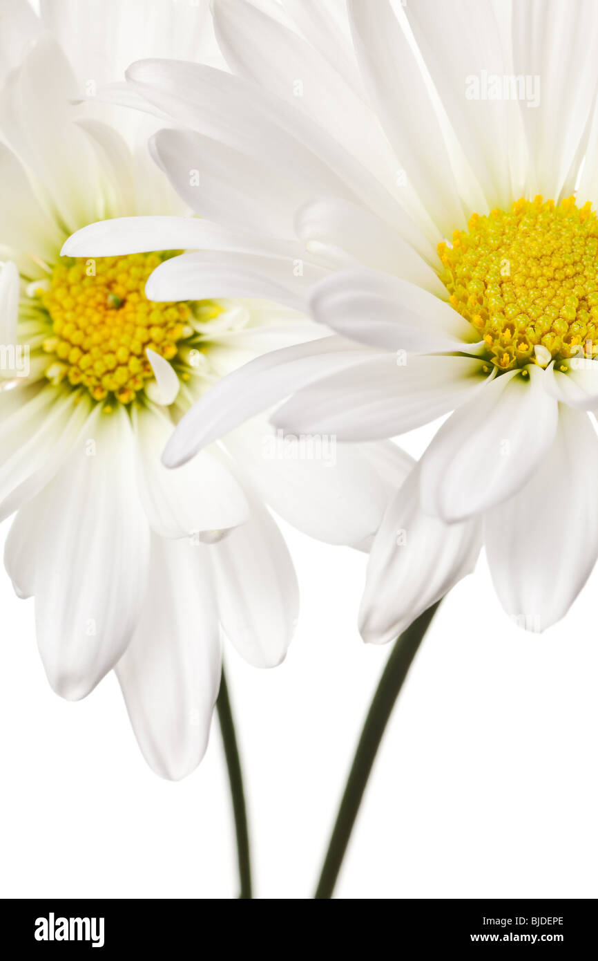 daisy isolated on a pure white background Stock Photo - Alamy