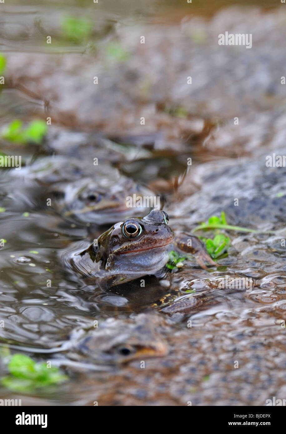 Common Frog. Rana temporaria. Frog spawn Stock Photo - Alamy