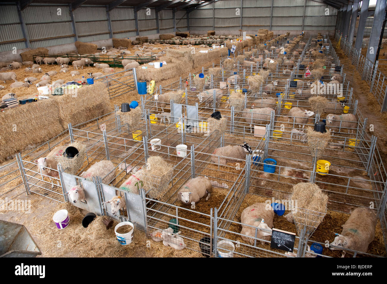 Sheep house hi-res stock photography and images - Alamy