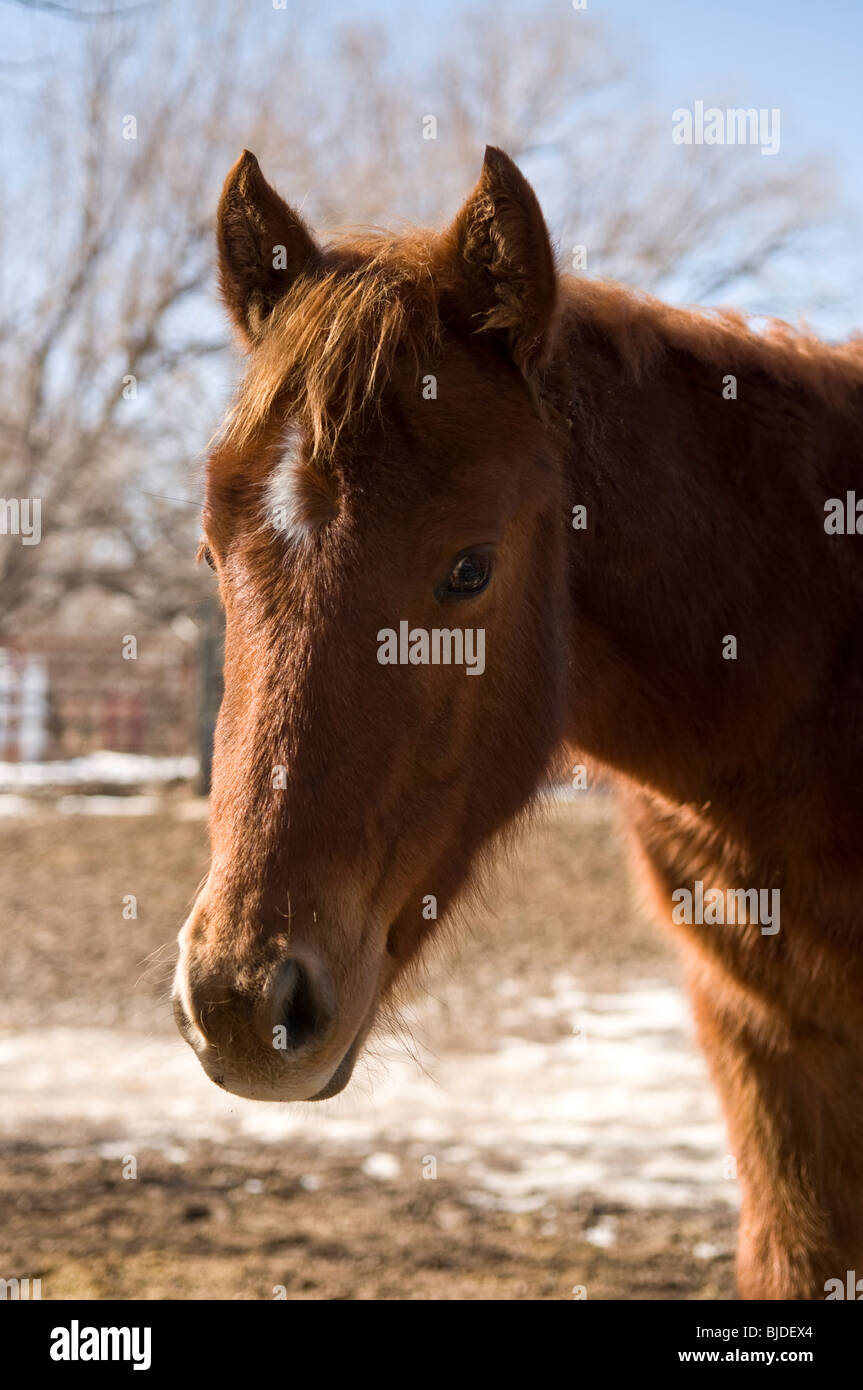 portrait of a foal Stock Photo - Alamy