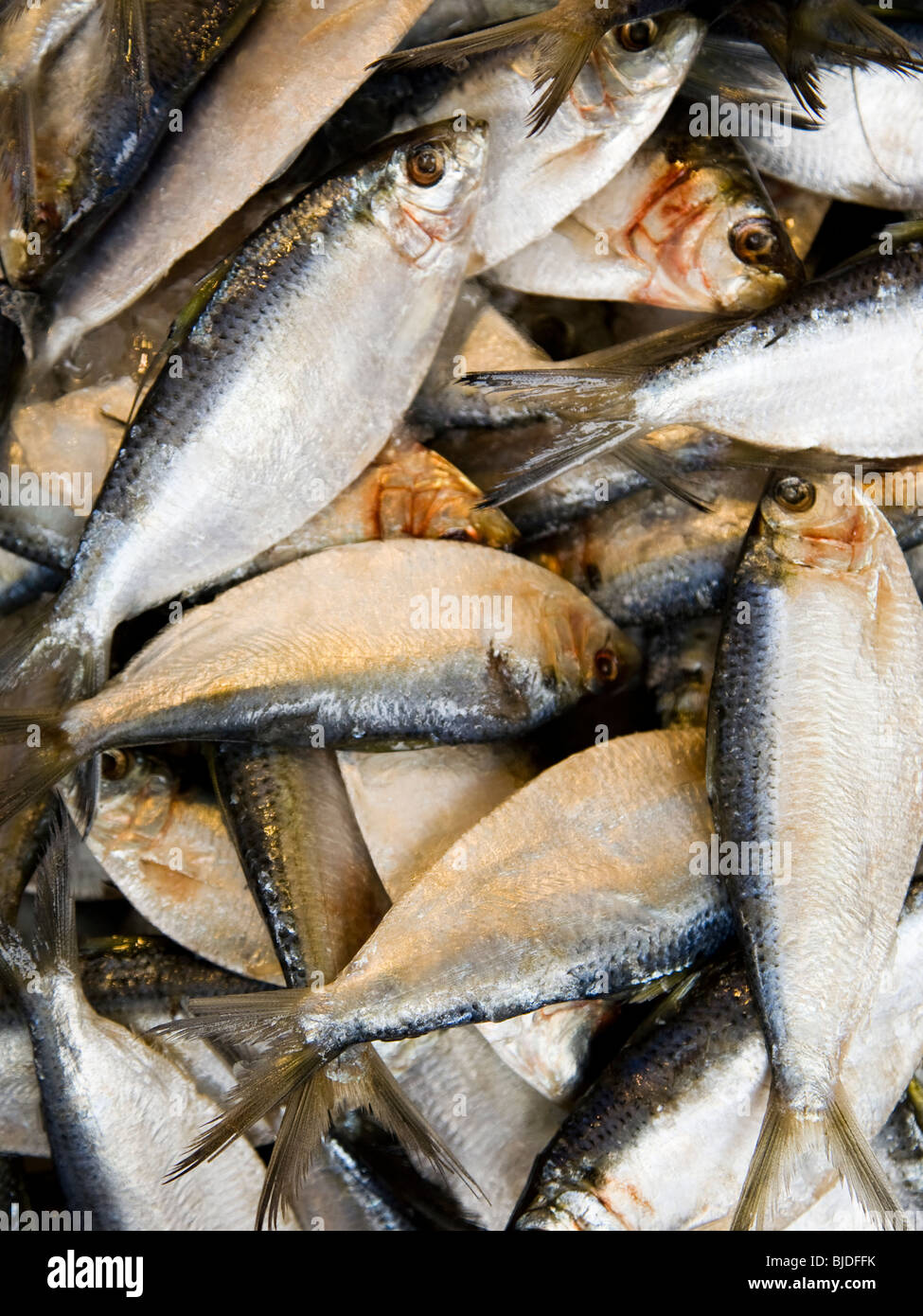 bucket of fish Stock Photo - Alamy