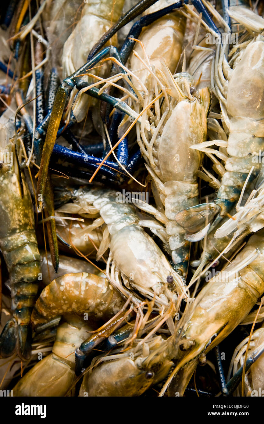 Crayfish fish hi-res stock photography and images - Alamy