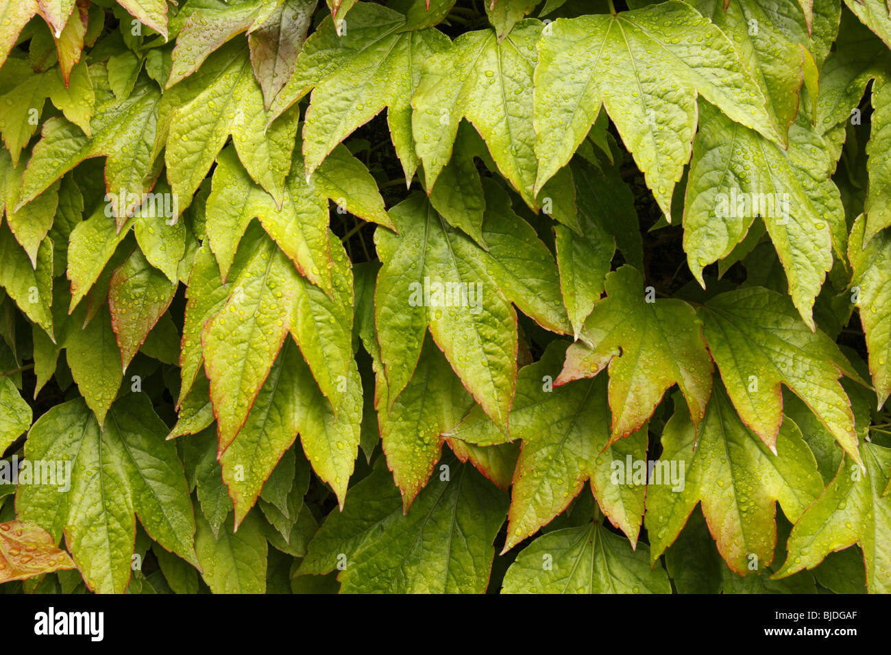Summer Leaves of Virginia Creeper in rain Stock Photo - Alamy